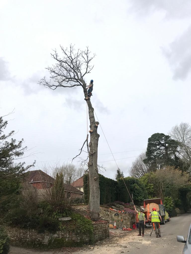 Tree Felling – DREW CURRAN TREE SERVICES