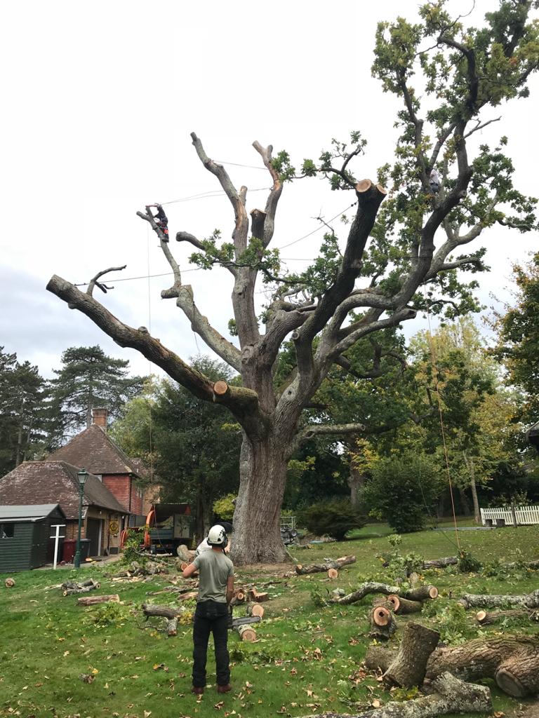 Crown Reduction – DREW CURRAN TREE SERVICES